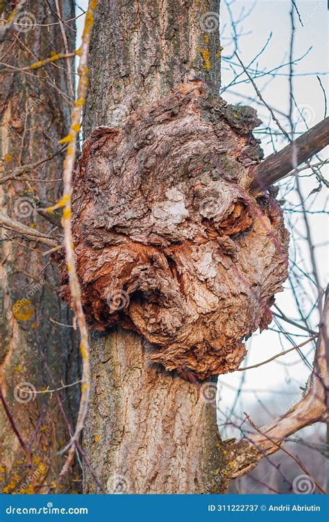 Agrobacterium Radiobacter On Bark A Unique Tree Ailment Stock Image Image Of Resilience