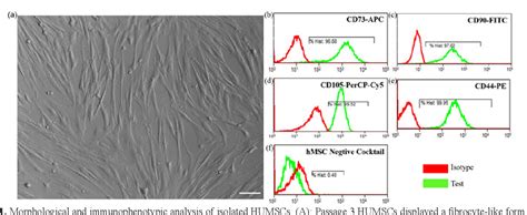 figure 2 from three dimensional bio printed constructs consisting of human umbilical derived