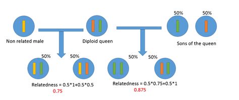 Genetics What Is The Relatedness Of Sisters In A Haplodiploid System