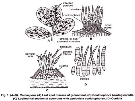 Classification And Diagnostic Charecterstics Of Main Plant Pathogenic Fungi Pptx