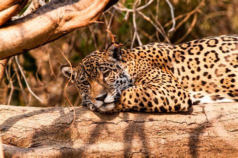 Estos Son Las Naciones Con Mayor Biodiversidad Del Mundo Reporte