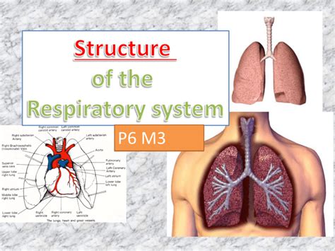 Structure Of The Respiratory System
