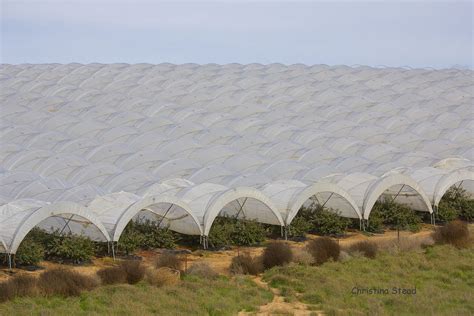 Santa Maria Farms At Darcy Ryan Blog