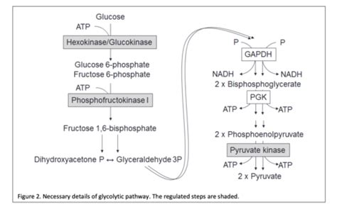 Carb Ii Glycolysis And Fermentation Flashcards Quizlet