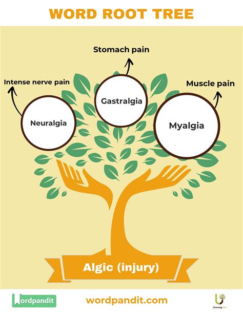 Algic Word Root Medical Terms And Meanings Explained