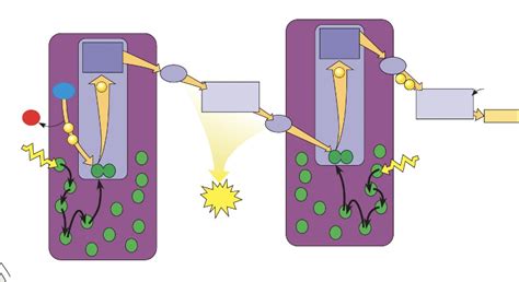 Linear Electron Flow Diagram Diagram Quizlet