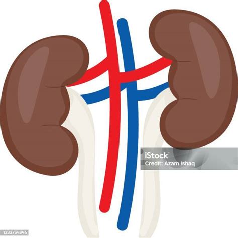 신장 시스템 개념 오줌 시스템 벡터 색상 아이콘 디자인 장기 시스템 기호 인간 해부학 기호 인체 부품 스톡 일러스트 요도에 대한 스톡 벡터 아트 및 기타 이미지 Istock