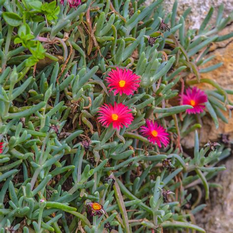 Buy Red Spike Ice Plant Phoenix Az Cephalophyllum Three Timbers