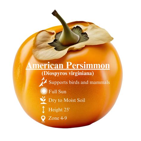 American Persimmon Native Plant Company Llc