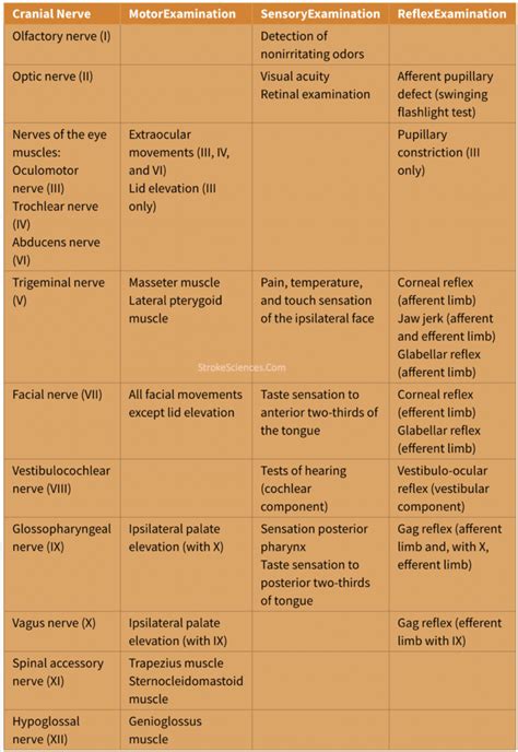 Cranial Nerve Exam How To Remember The Cranial Nerves
