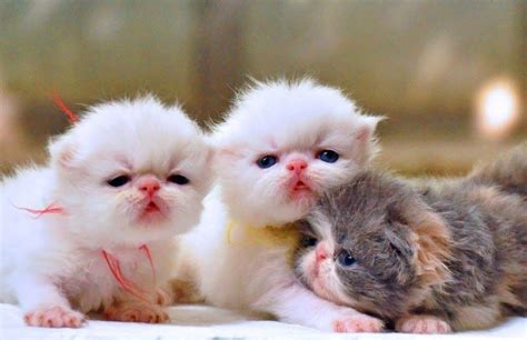 Karnival Kucing Comel Labuan Sabah Bioion World Foto Kucing Comel Ueciararmvo