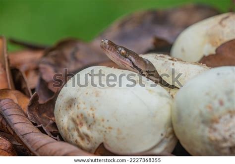 Birth Baby Reticulated Python Hatching Egg Stock Photo Shutterstock