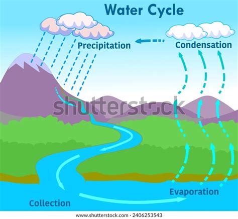Water Hydrologic Cycle Steps Evaporation Transpiration Stock Vector