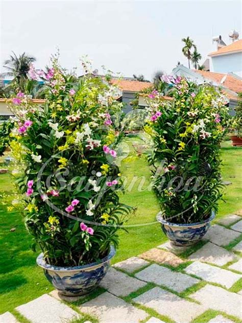 Lan Dendro Sonia Ghép Gốc Cây • Sài Gòn Hoa 2025