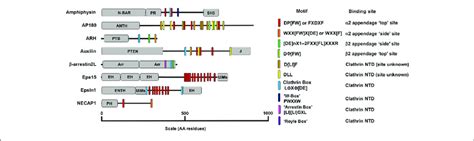 A Diagram Detailing The AP And Clathrin Binding Motifs Present In A Download Scientific