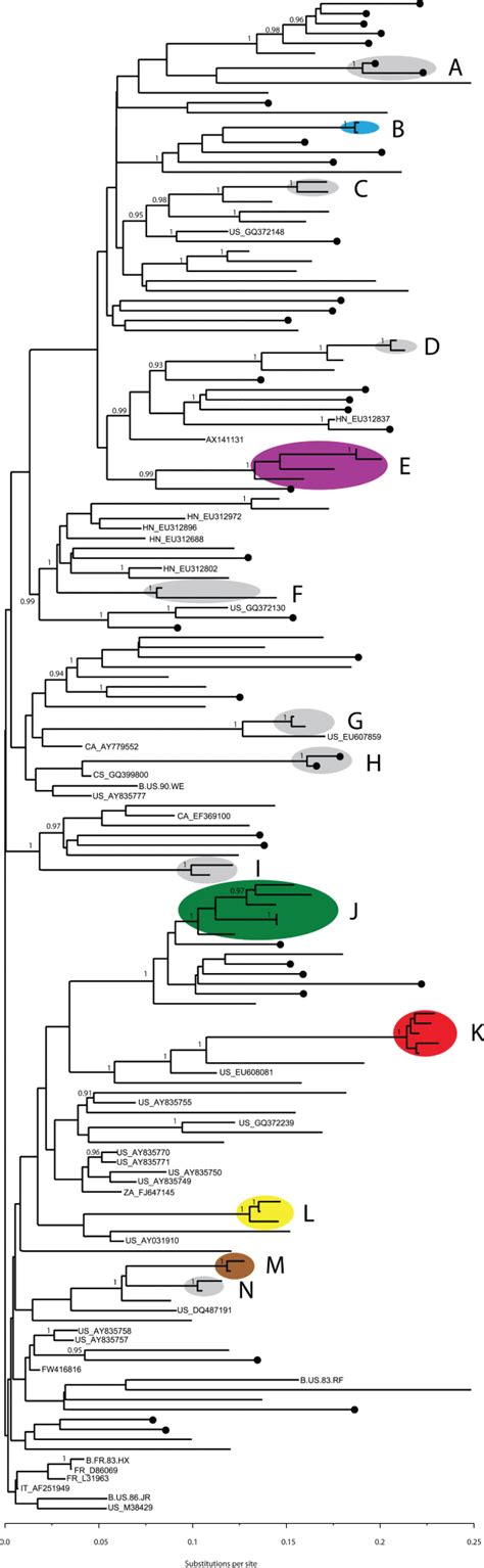 Bayesian Phylogenetic Tree Based On Pol Sequences From Msm N80 And