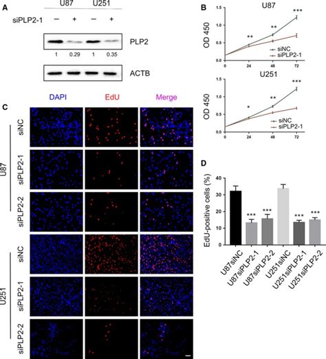 Reduced Expression Of Proteolipid Protein 2 Increases Er Stress‐induced Apoptosis And Autophagy