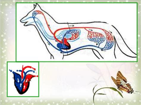 Практичні роботи 4 Порівняння будови кровоносної системи хребетних тварин