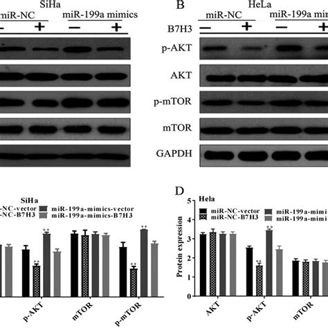 The Overexpression Of Mir 199a Affects The Aktmtor Signaling Pathway