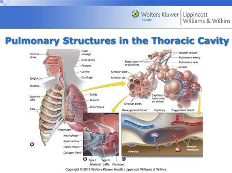 Ppt Pulmonary Structure And Function Powerpoint Presentation Free Download Id 9384845