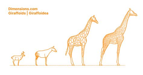 Giraffoids Giraffoidea Dimensions And Drawings