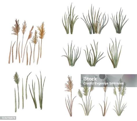 와일드 필드 잔디 클립 아트 세트입니다 손으로 그린 고립 된 허브 수채화 스톡 일러스트 건조한에 대한 스톡 벡터 아트 및 기타 이미지 건조한 컷아웃 풀 벼과 Istock