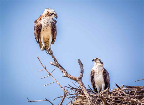 10 Fascinating Facts About The Amazing Osprey
