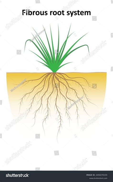 Fibrous Root System Over 188 Royalty Free Licensable Stock Illustrations Drawings Shutterstock