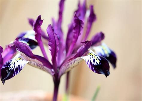 Daily Flower Candy Iris Reticulata Spot On Iris Reticulata Candy