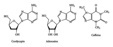 Cordycepin Alchetron The Free Social Encyclopedia