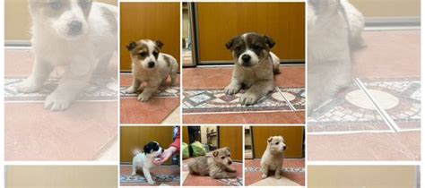 Щенки купить в Тольятти Животные и зоотовары Авито