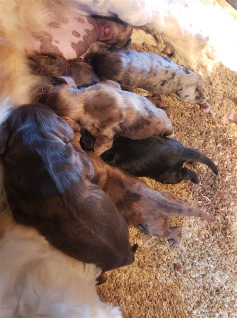 Beautiful Cocker Spaniel Puppies Double R Kennels