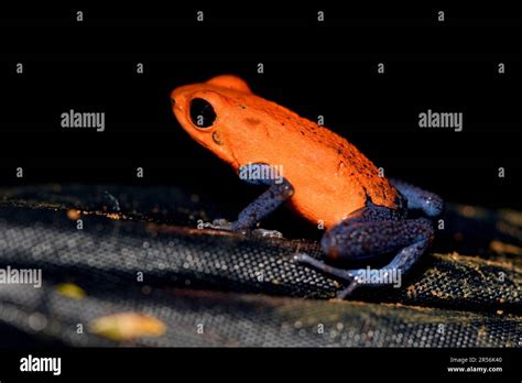 Strawberry Pioson Dart Frog Oophaga Pumilio From Sarapiqui Costa Rica Stock Photo Alamy