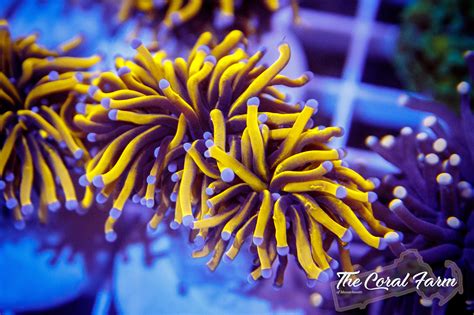 24k Gold Torch Coral Frags Buy Online