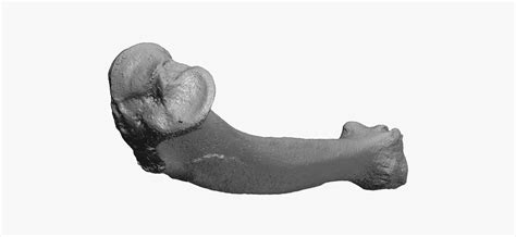 3d Pavian Monkey Male Tibia Bone 01 Raw Scan Turbosquid 1715478