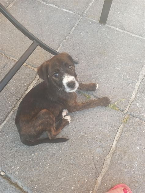 My New Pup Ririshproblems