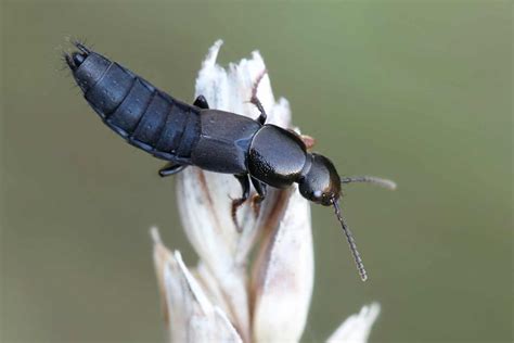 Darkling Beetle Insect Facts A Z Animals
