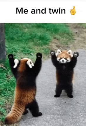 Me And Twin Red Panda Meme Me And Twin Twin Red Panda Discover