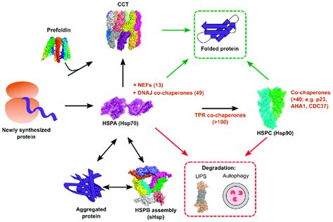 Overview Of The Major Cytoplasmic Chaperone Systems In Human Cells