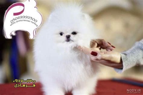 عکس سگ پاکوتاه پشمالو سفید فروشی عکس نودی