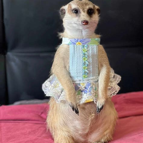 【xl Lx】漢元素背帶牽引裙子 胸背可調節牽引繩 狐獴 蜜袋鼬 龍貓 松鼠 土撥鼠 雪貂 花枝 豚鼠 可定制 蝦皮購物