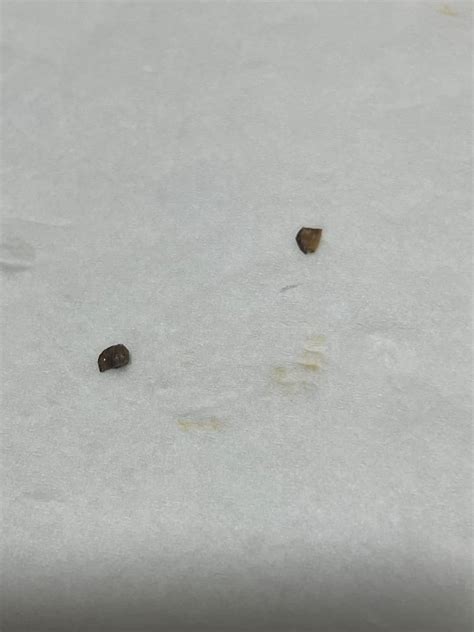 김치에 들어가는 이거 뭐야 인스티즈 Instiz 일상 카테고리