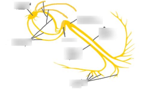 Intrinsic Conduction Diagram Quizlet