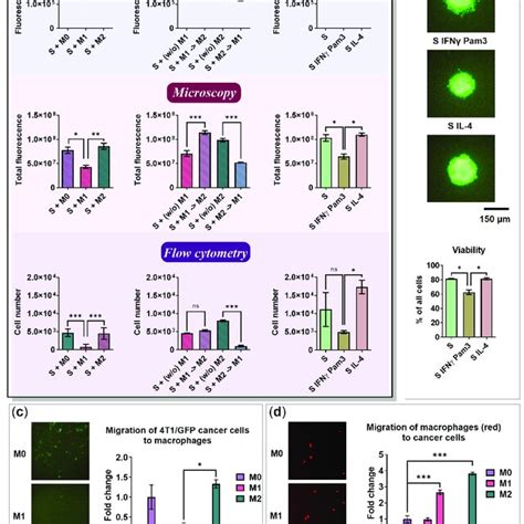The Size Of The 4t1gfp Cell Spheroids Ab And Cell Migration Cd
