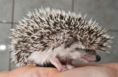 Types Of Hedgehogs A Complete Guide With Photos