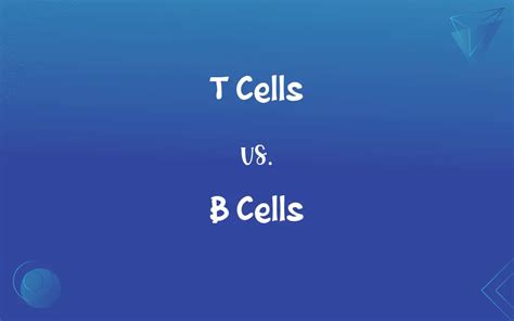 T Cells Vs B Cells Whats The Difference