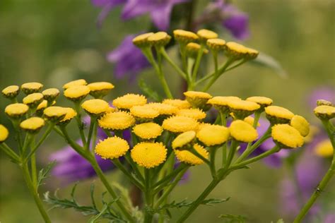 Tansy Yellow Bursts Of Color Like Ammo Against Garden Pests