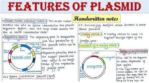 Features Of Plasmid Vectors Used In Rdna Technology Cloning Vector Expression Vector Youtube