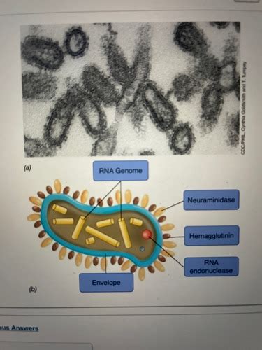 Micro Bio Ch 11 Flashcards Quizlet