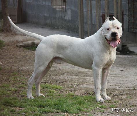 全球十大猛犬排名，藏獒前三都进不了，你猜猜第一名猛犬 知乎
